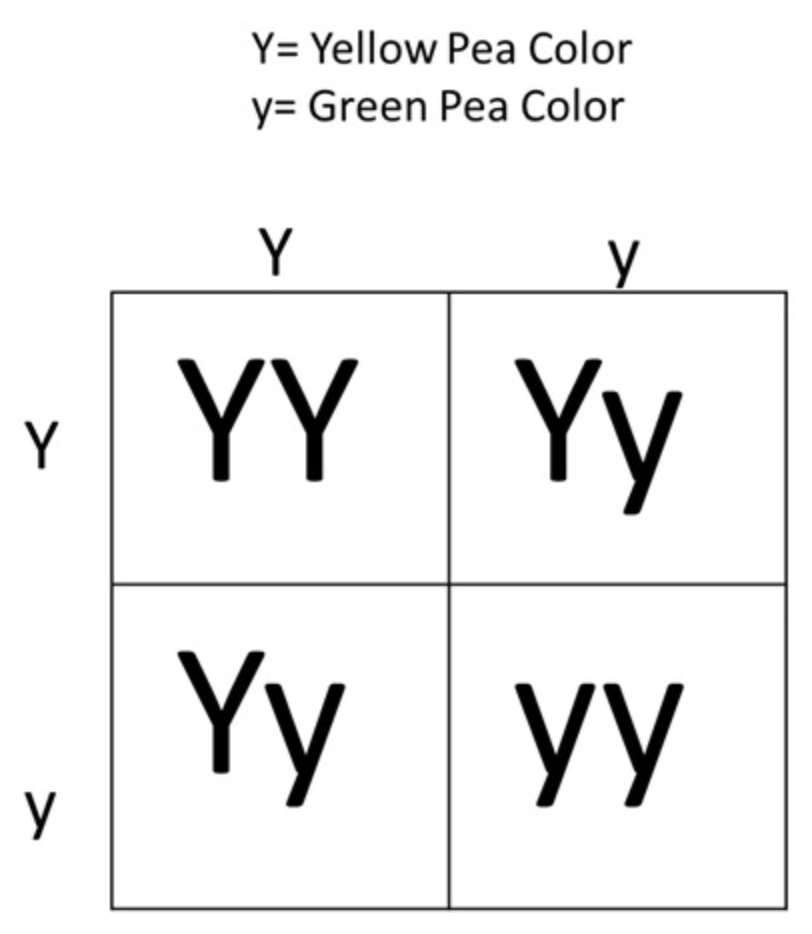 Solved Y= Yellow Pea Color y= Green Pea Color Y У Y YY YY Yу | Chegg.com