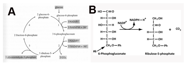 Solved: Under Aerobic Conditions, Bacteria Degrade Glucose... | Chegg.com