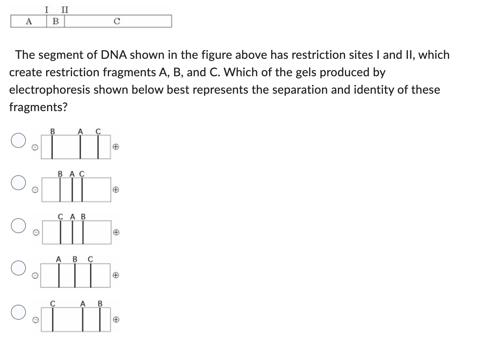 Solved The segment of DNA shown in the figure above has | Chegg.com
