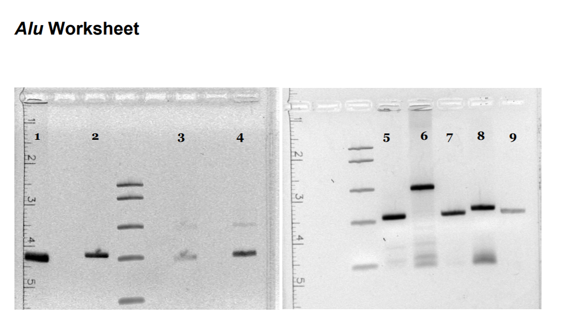 1.Which students (numbered above) were homozygous at | Chegg.com