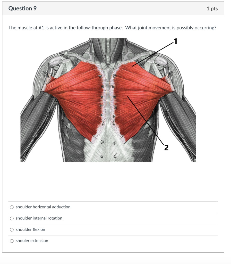 Solved The muscle at \#1 is active in the follow-through | Chegg.com
