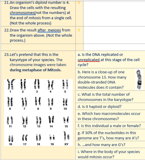 Solved 21. An organism's diploid number is 4. Draw the cells | Chegg.com
