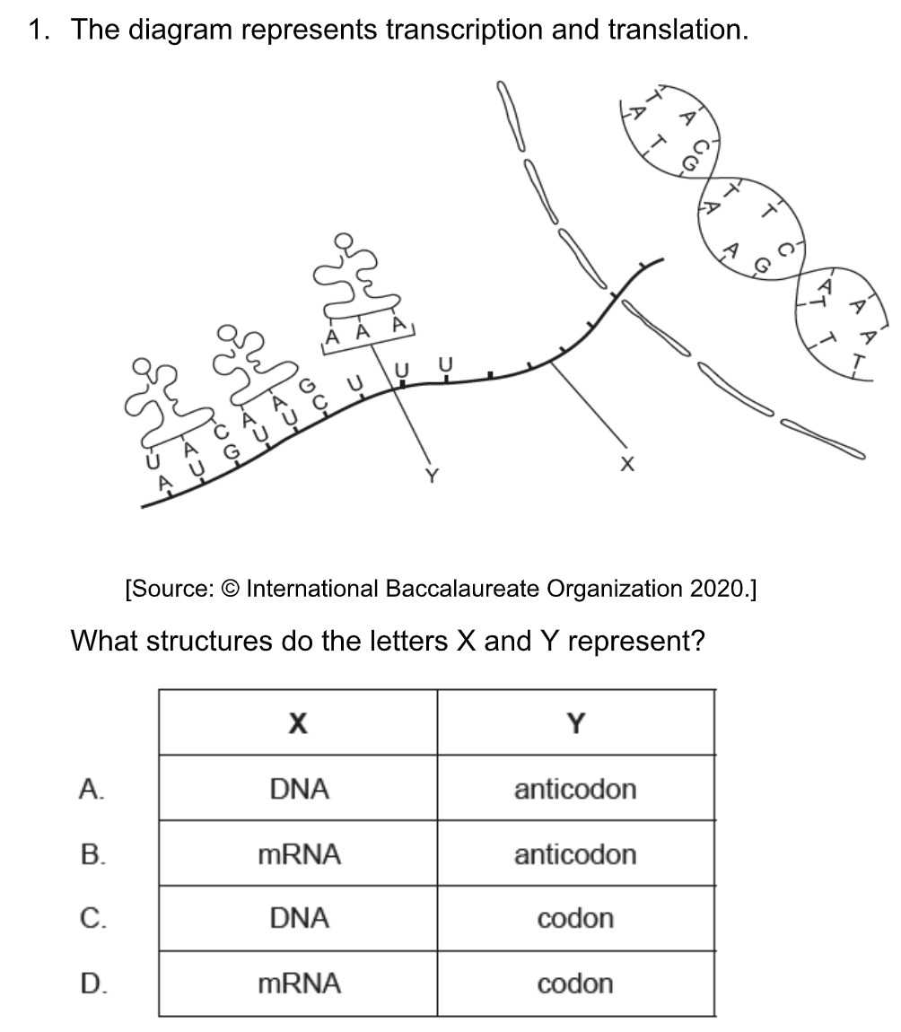 Dna Transcription And Translation Diagram