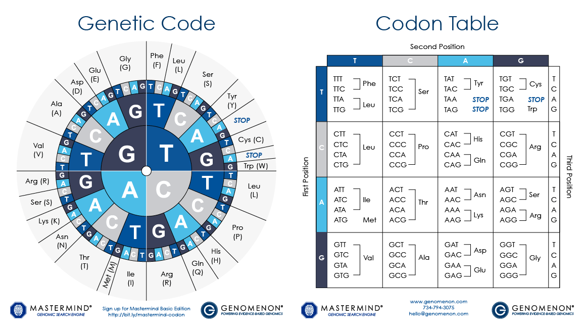 Solved Using the provided genetic code, translate the | Chegg.com