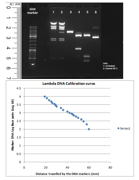 Solved Compare the two lambda DNA digest, what are he | Chegg.com