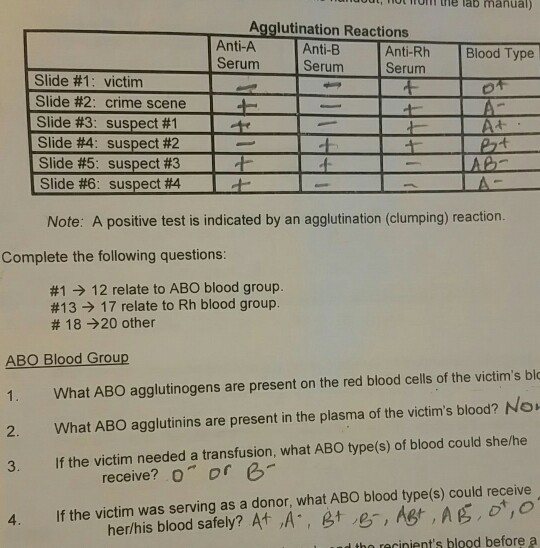 Solved o Oonm thie tab manual) Agglutination Reactions | Chegg.com