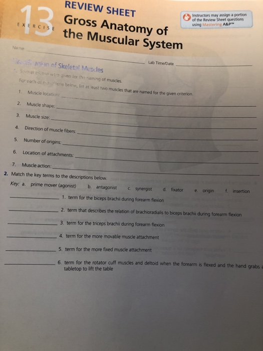 Solved REVIEW SHEET Gross Anatomy O The Muscular System Chegg