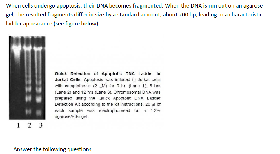 Solved When cells undergo apoptosis, their DNA becomes | Chegg.com
