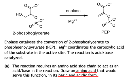 Solved enolase HO -o Mg2+ PEP 2-phosphoglycerate Enolase | Chegg.com