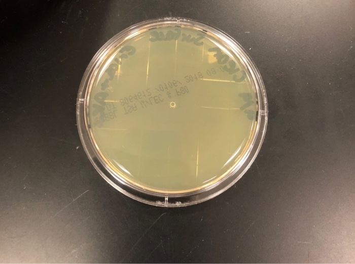 Solved Environmental sampling: cellphone screen using RODAC | Chegg.com
