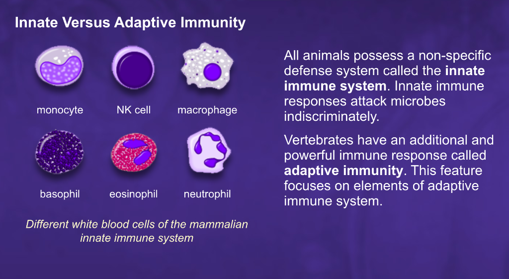 Innate Vs Adaptive Immunity