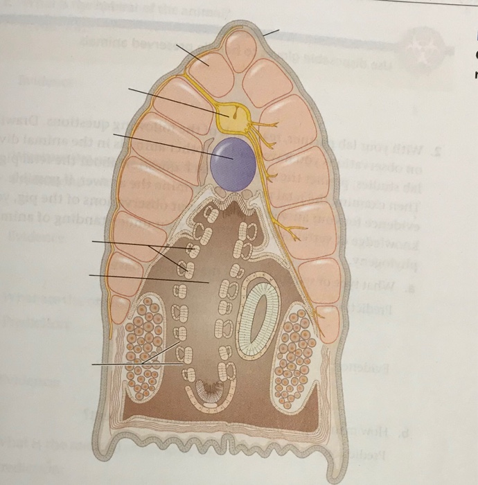 Solved the following is a picture of a lancelet | Chegg.com
