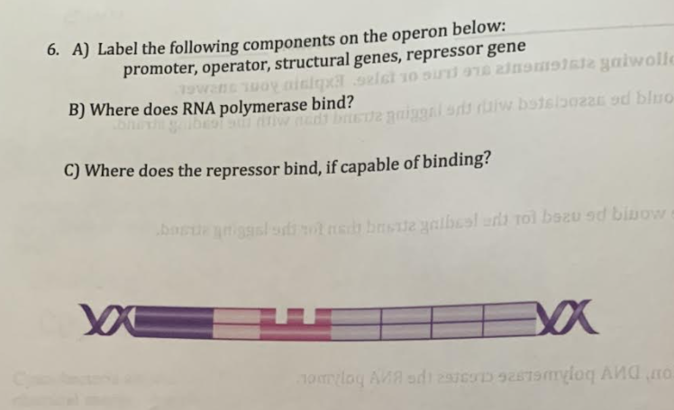 Solved 6. A) Label the following components on the operon | Chegg.com