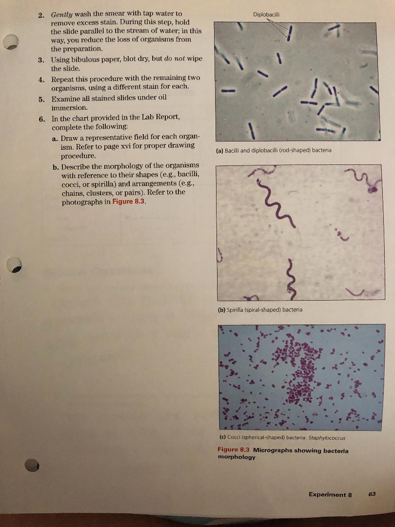 Solved EXPERIMENT Simple Staining 00 LEARNING OBJECTIVES | Chegg.com
