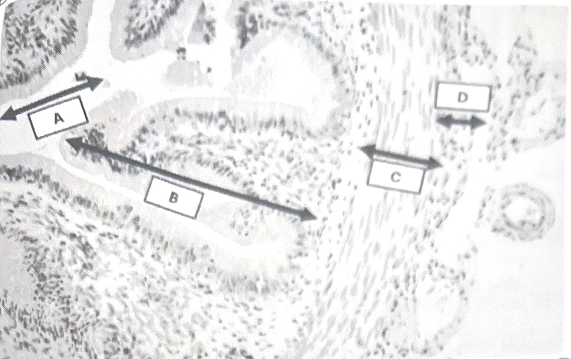 Solved 1a) ﻿Below is a cross-section of an organ we examined | Chegg.com