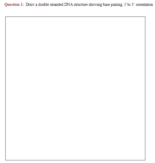 Solved Question 1: Draw a double stranded DNA structure | Chegg.com