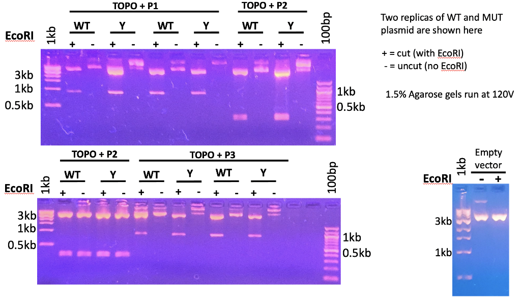 Solved Explain the digest results (EcoRI) in 3-5 sentences: | Chegg.com