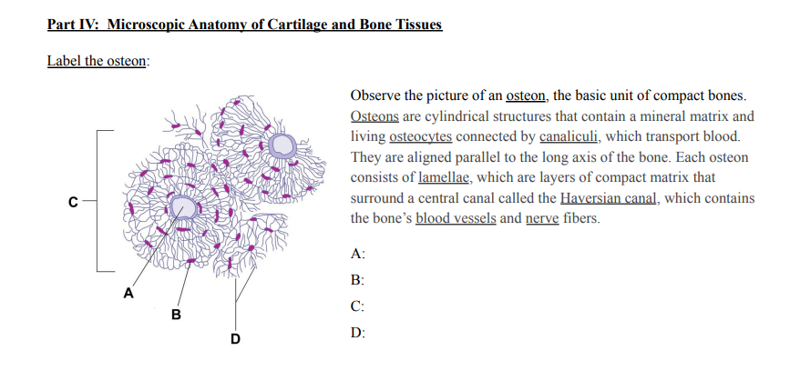 Part II: Bones of the axial skeleton and appendicular | Chegg.com