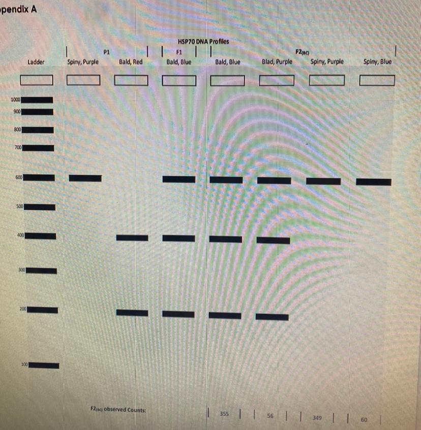 Solved You load and run the gel, the figures in Appendix A | Chegg.com
