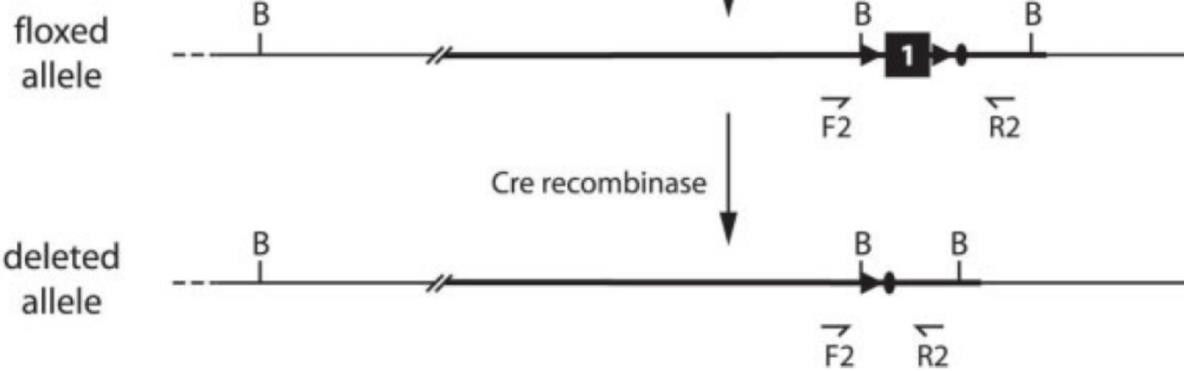 Solved Voltage-gated sodium channels generate action | Chegg.com