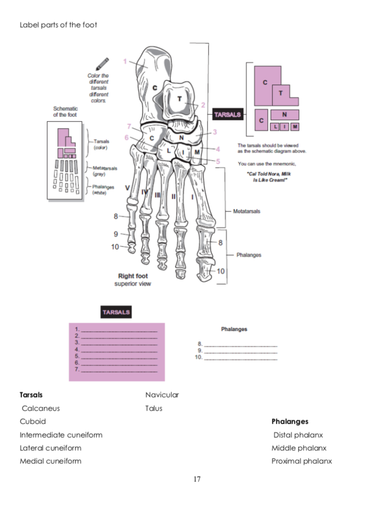 Solved Label parts of the foot Color the dferont dferont 2 | Chegg.com