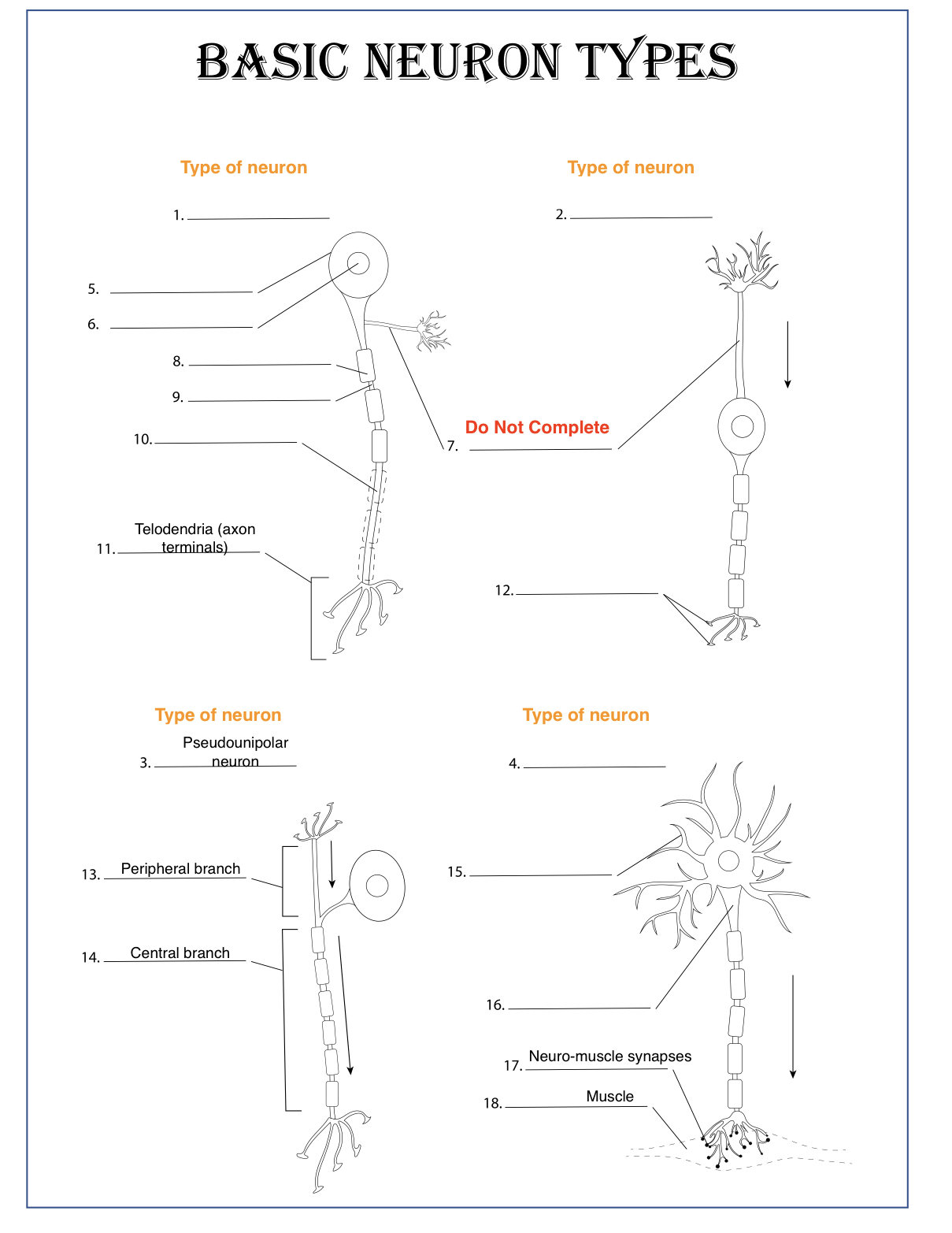 Solved Alphabetical Label ListAxonAxon hillockBipolar | Chegg.com