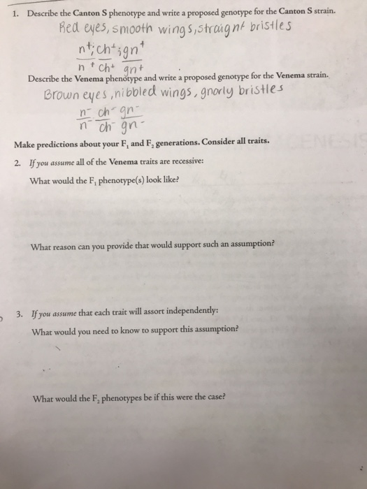 Solved Make predictions about your F1 and F2 generations. | Chegg.com