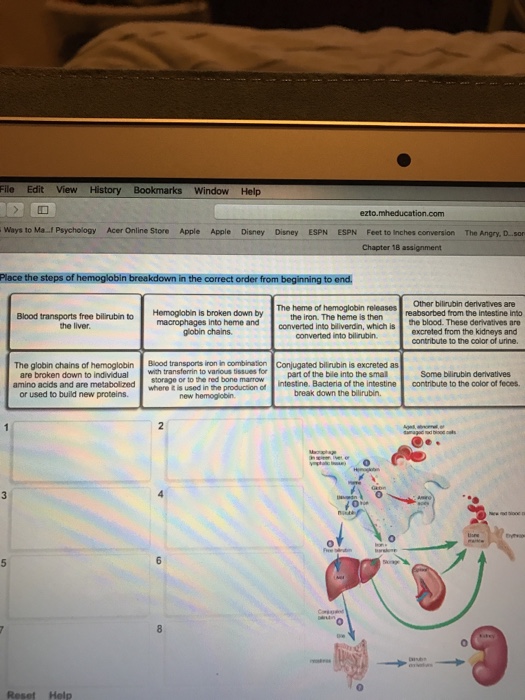 Solved Label this diagram showing the negative feedback | Chegg.com
