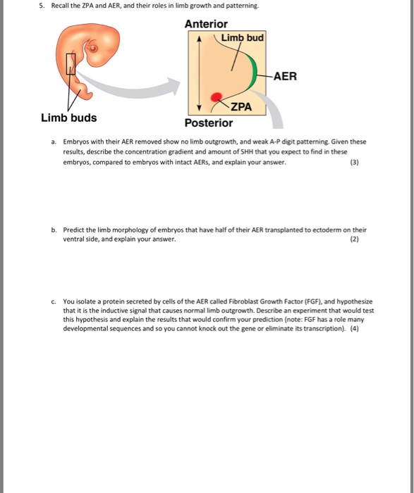 Solved 5. Recall the ZPA and AER, and their roles in limb | Chegg.com