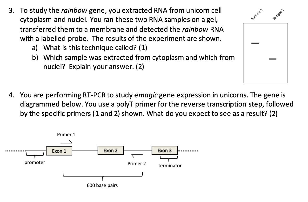 Solved To study the rainbow gene, you extracted RNA from | Chegg.com