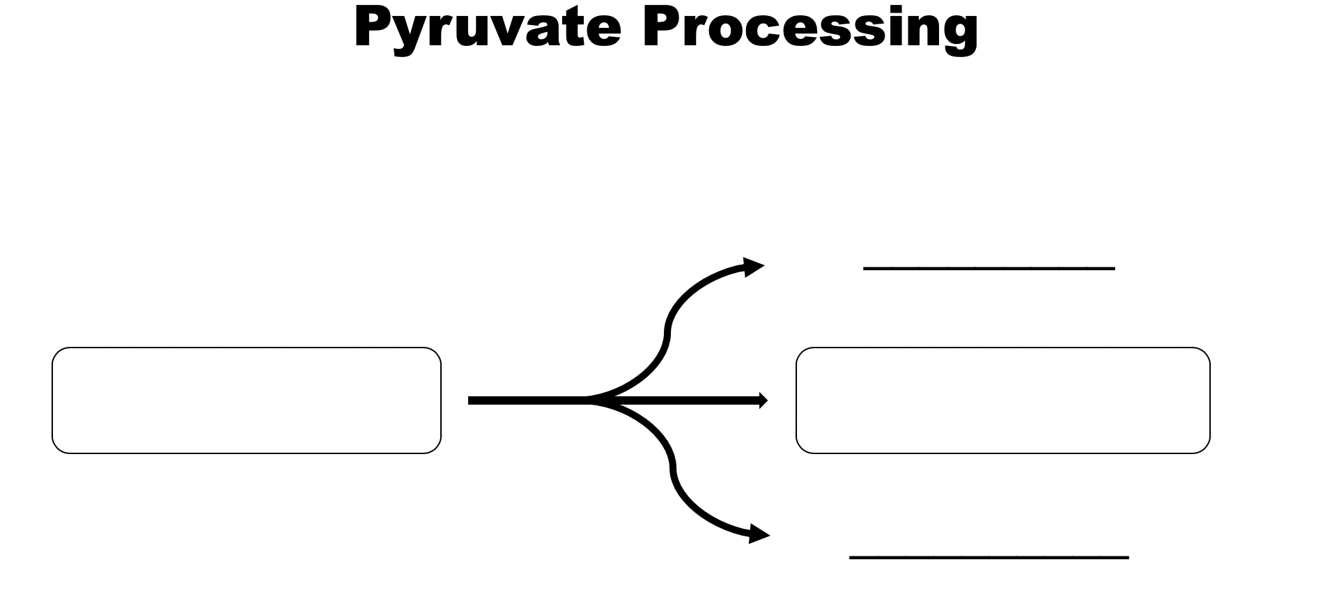 Solved Pyruvate Processing Citric Acid Cycle TCA | Chegg.com