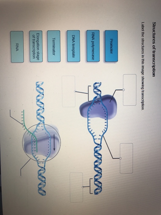 Solved Structures of transcription Label the RNA polymerase | Chegg.com