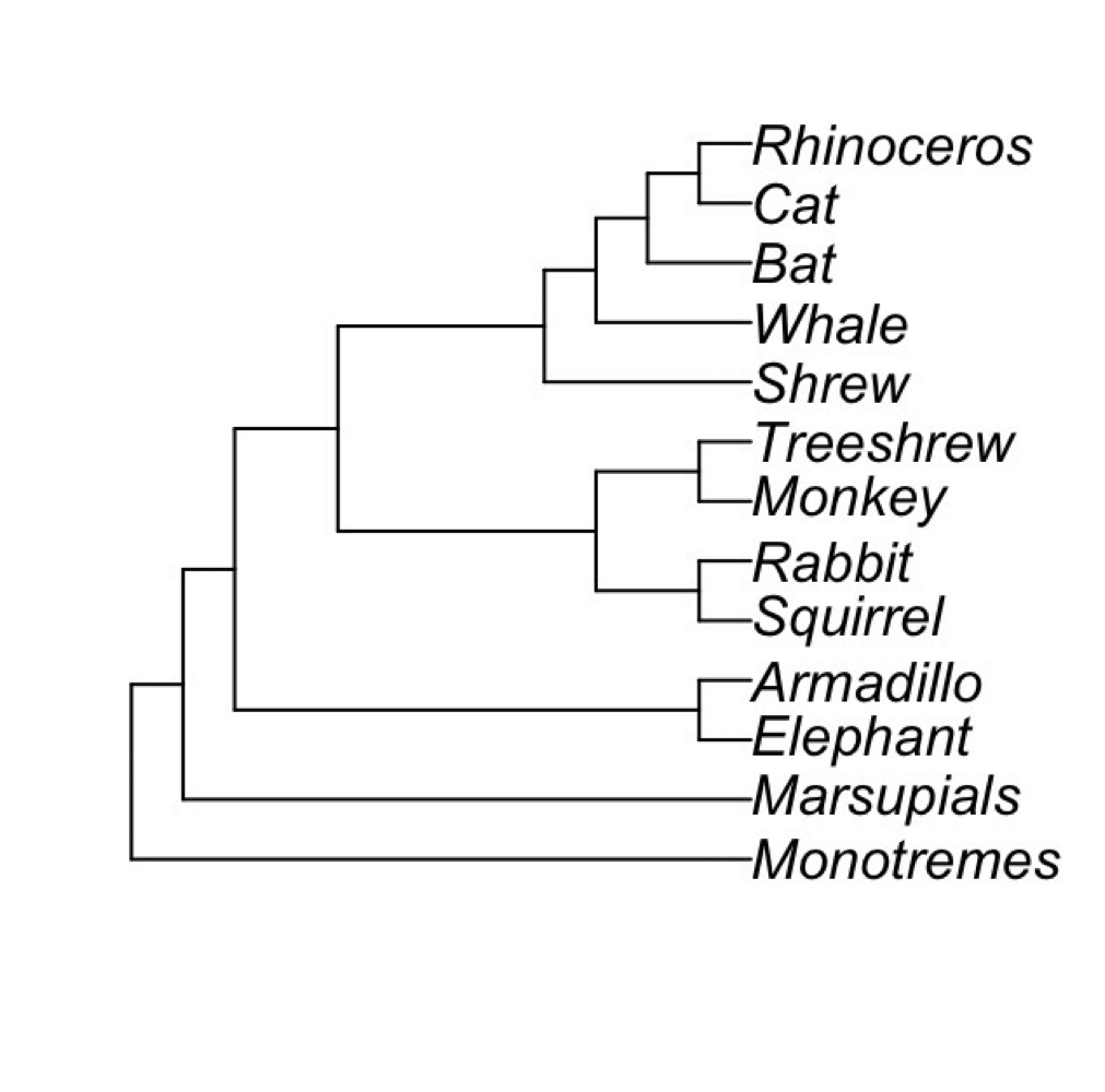 Solved By observing this phylogenetic tree, which species | Chegg.com