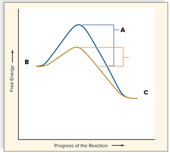 Solved Examine the graph showing the progress of a reaction | Chegg.com