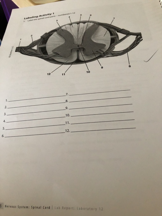 Solved Labeling Activity1 12 8 10 10. 12. B Nervous System: | Chegg.com