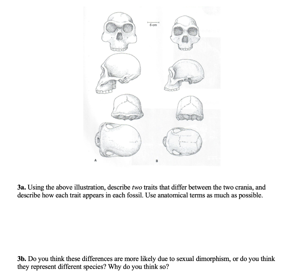 Solved 3a. Using the above illustration, describe two traits | Chegg.com
