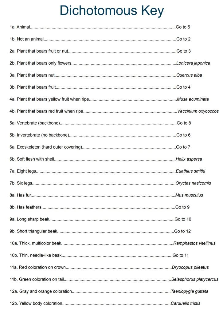 vii. Dichotomous Key 1a. Animal. Go to 5 1b. Not an | Chegg.com