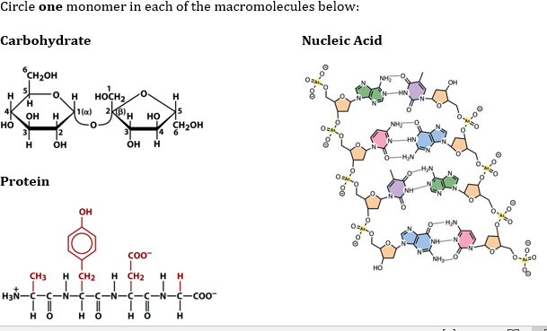 Solved Circle one monomer in each of the macromolecules | Chegg.com