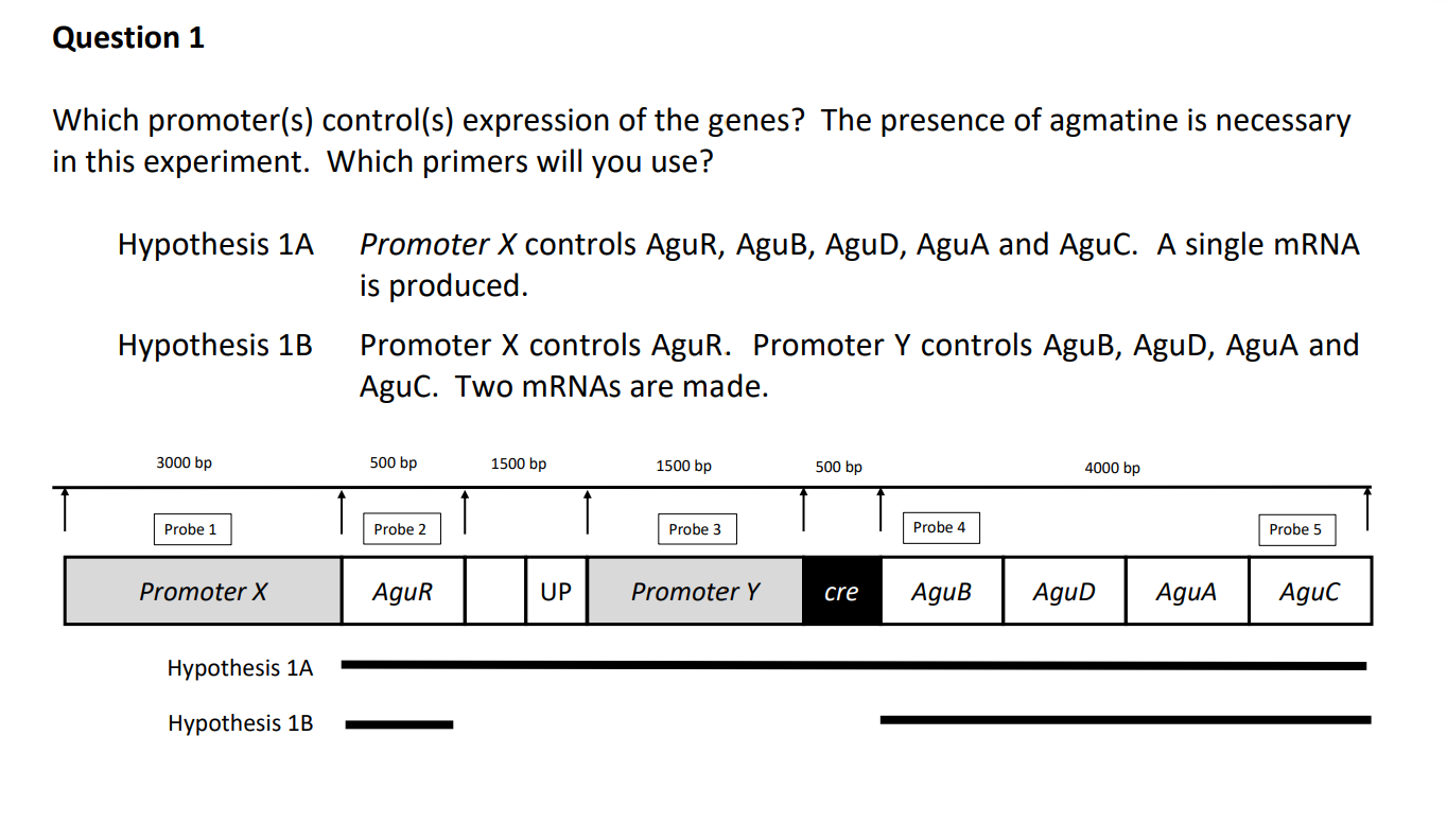 How does the presence of agmatine affect the | Chegg.com