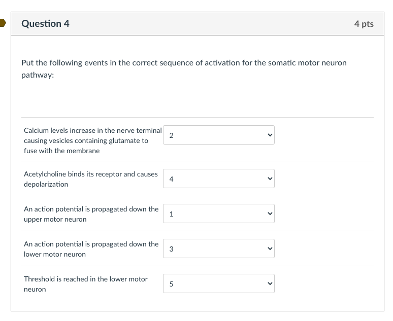 Solved Put the following events in the correct sequence of | Chegg.com