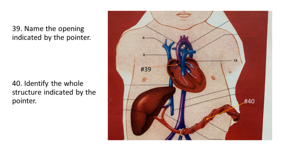 Solved 39. Name the opening indicated by the pointer. #39 | Chegg.com