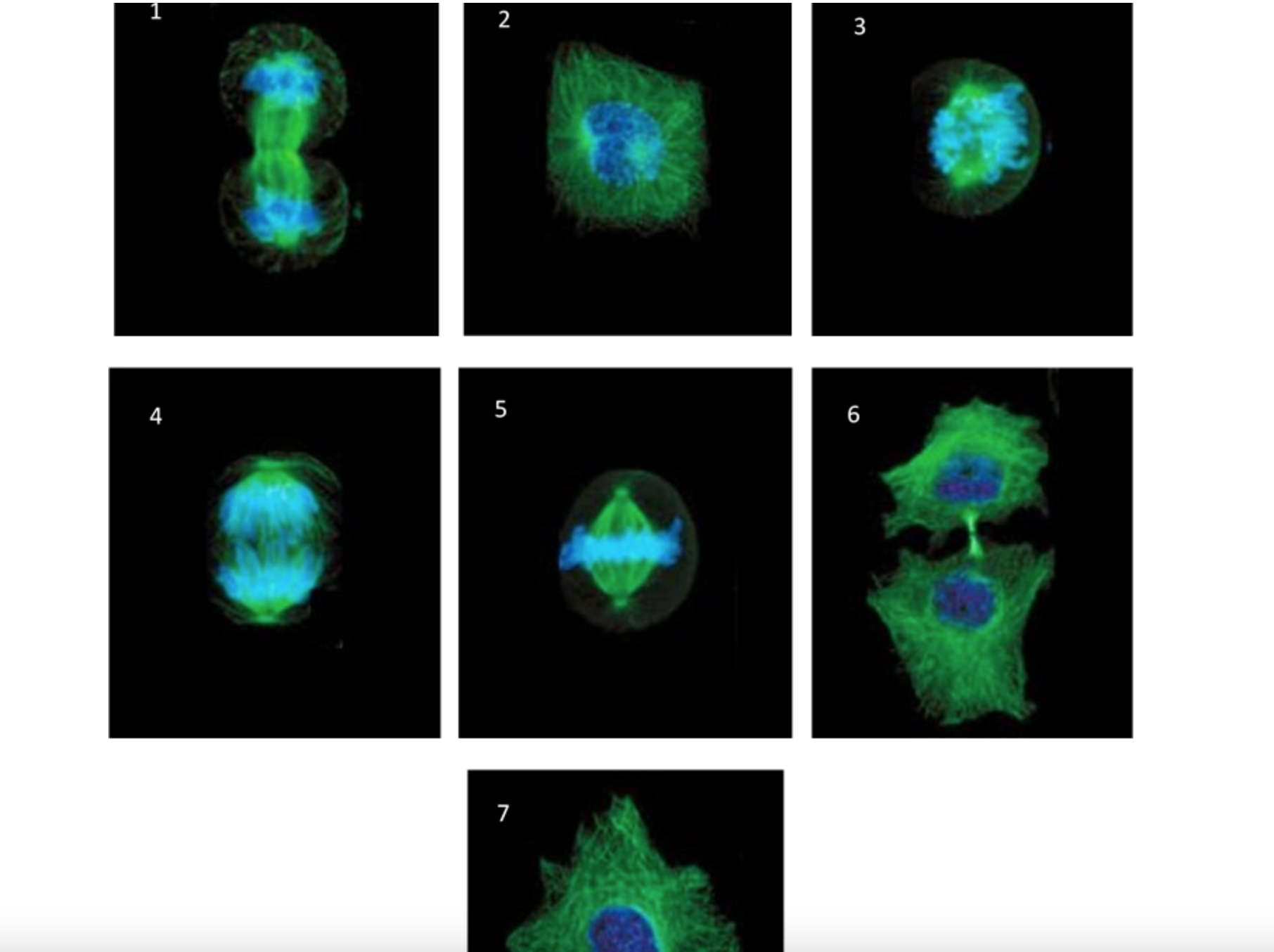 Solved Match the name of the cell cycle phase to the | Chegg.com