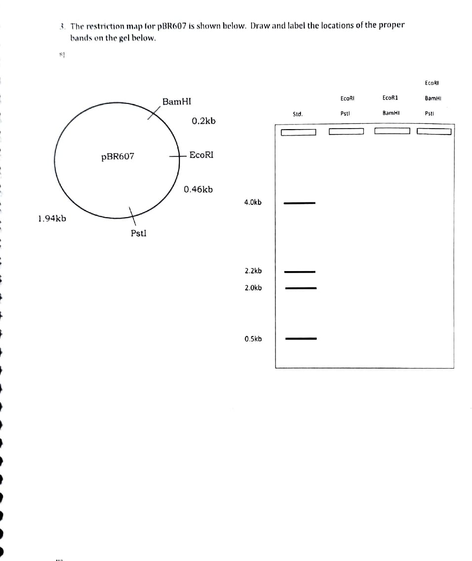 Solved 3. The restriction map for pBR607 is shown below. | Chegg.com
