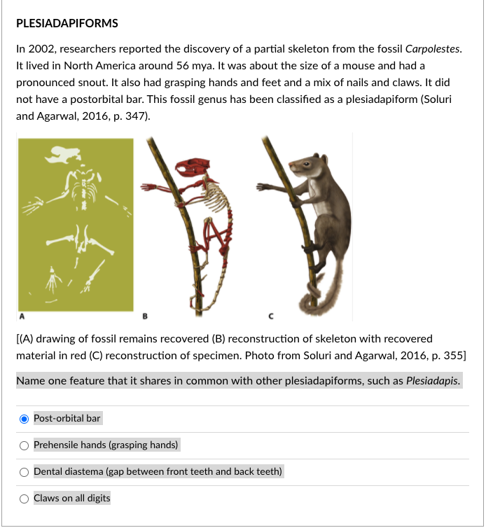 PLESIADAPIFORMS In 2002, researchers reported the | Chegg.com