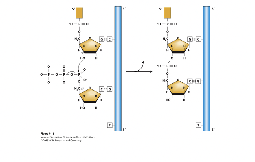 Solved The chain elongation reaction – what direction it | Chegg.com