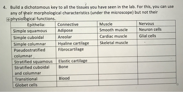 Solved Build a dichotomous key to all the tissues you have | Chegg.com