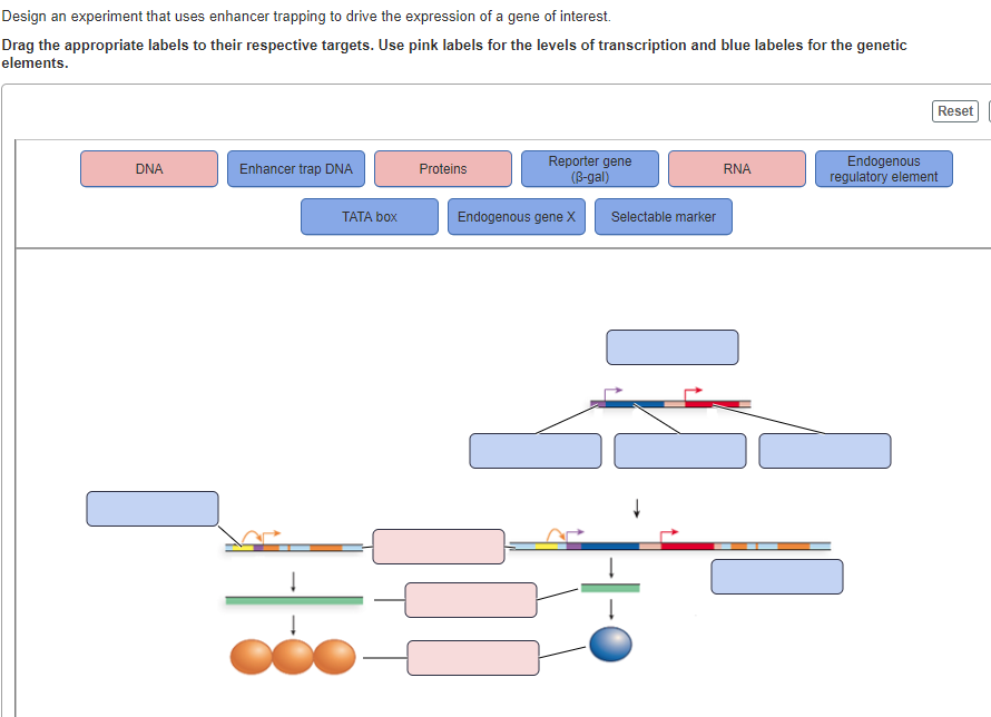 Solved Design an experiment that uses enhancer trapping to | Chegg.com