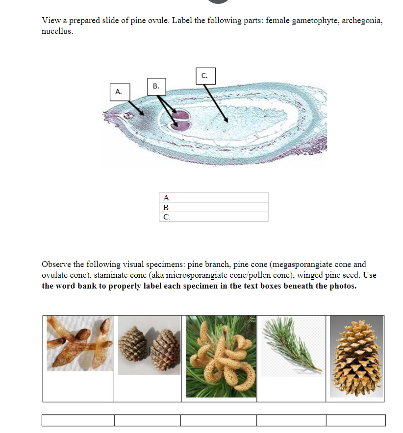 Solved Gymnosperms Х Activity 1. Pinus (Coniferophyta) View | Chegg.com