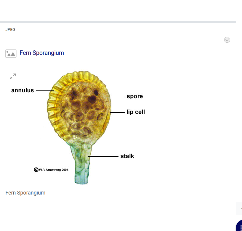 Solved 5. What is the term that describes the roots in | Chegg.com