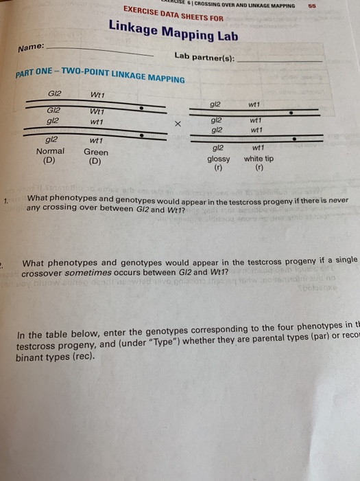Solved 61 CROSSING OVER AND LINKAGE MAPPING 55 EXERCISE DATA | Chegg.com